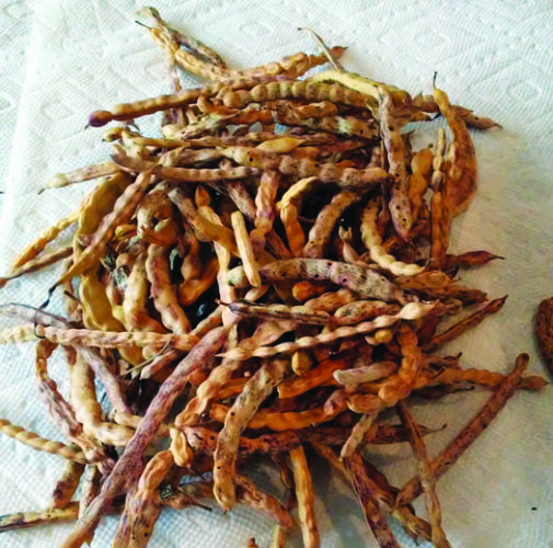 Home-Ground Mesquite Flour – Mother Earth News